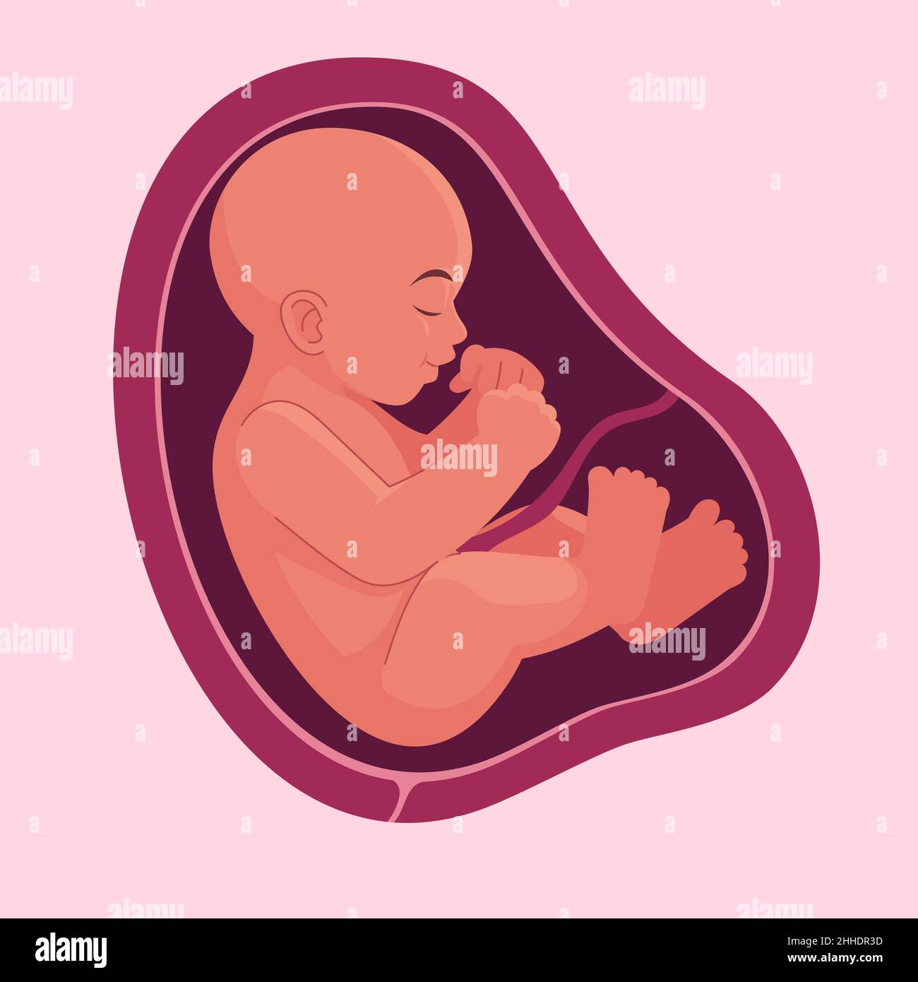 Hand drawn fetus illustration Vector illustration Stock Vector Image ...