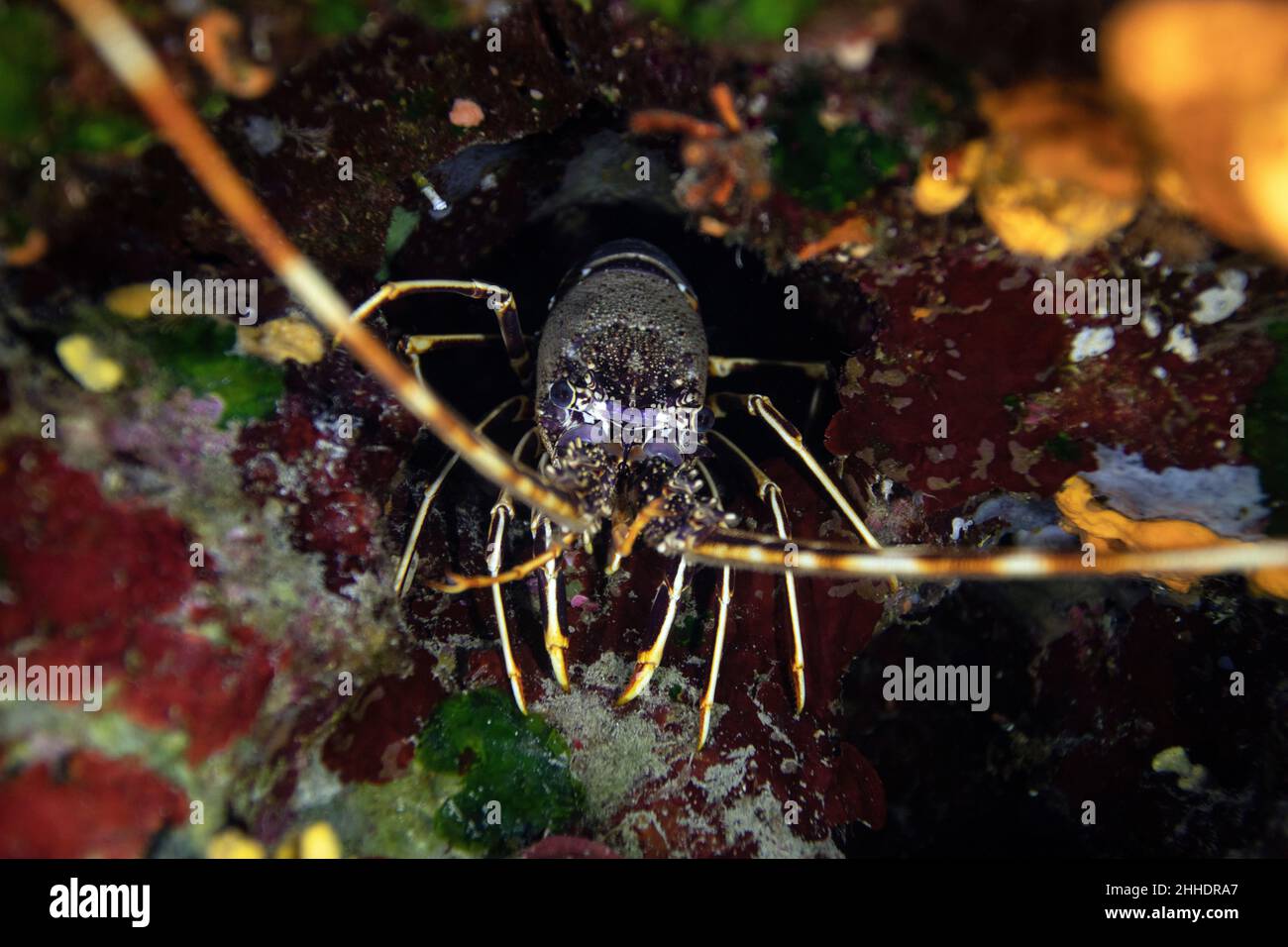 Palinurus elephas (Spiny lobster Stock Photo - Alamy