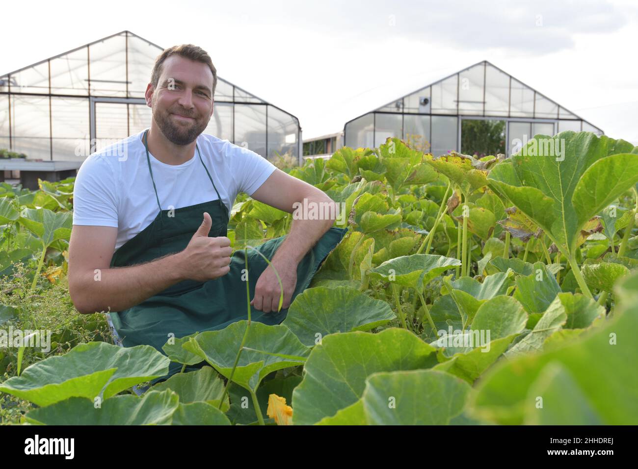 farmer harvests zucchini on a vegetable field of the farm Stock Photo ...