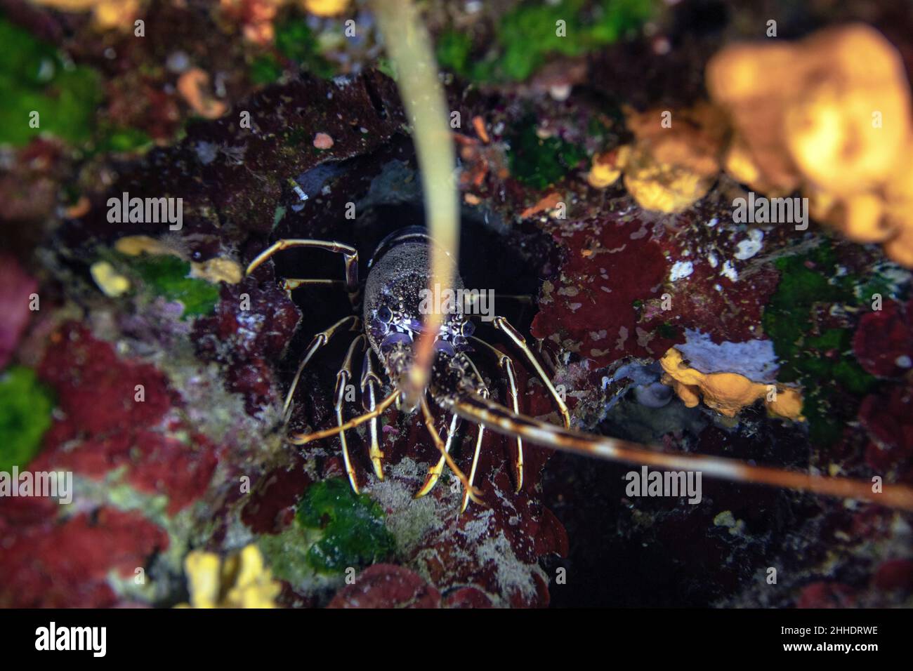 Palinurus elephas (Spiny lobster Stock Photo - Alamy