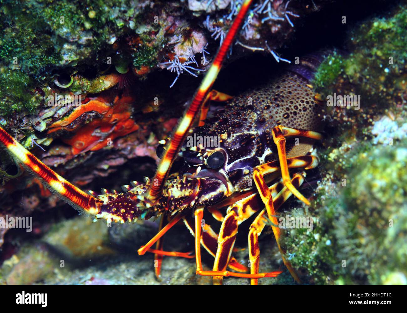 Palinurus elephas (Spiny lobster Stock Photo - Alamy