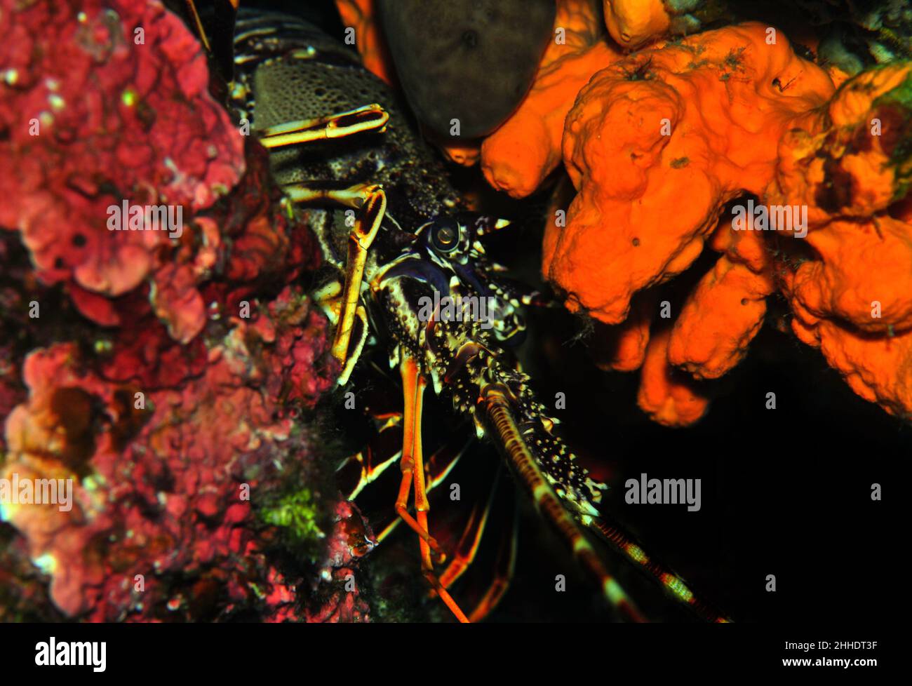 Crawfish Palinurus Elephas High Resolution Stock Photography and Images ...