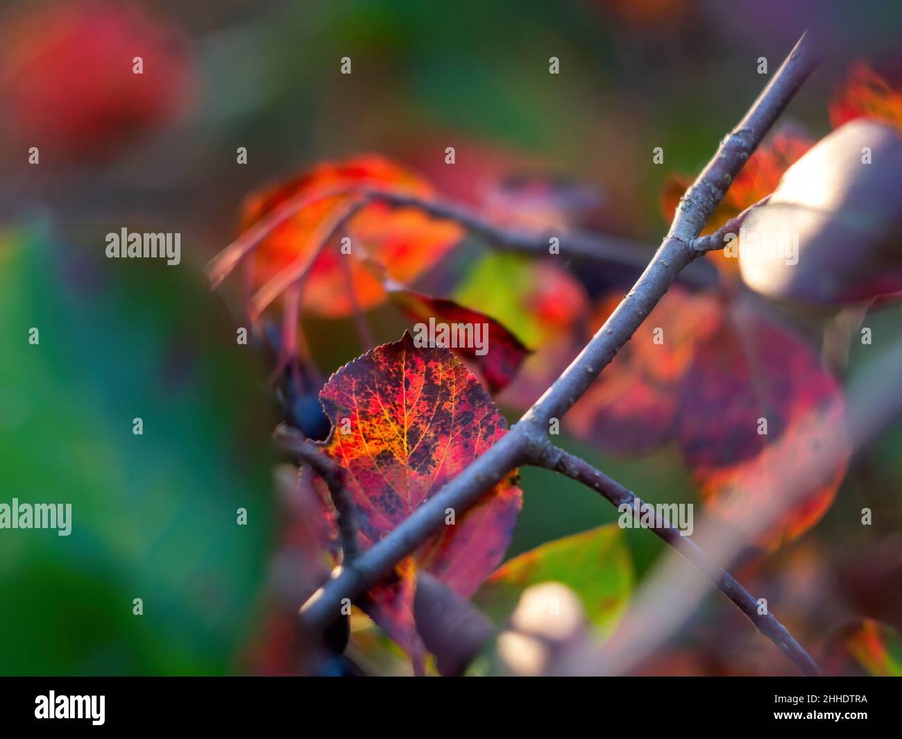 Red chokeberry tree hi-res stock photography and images - Alamy