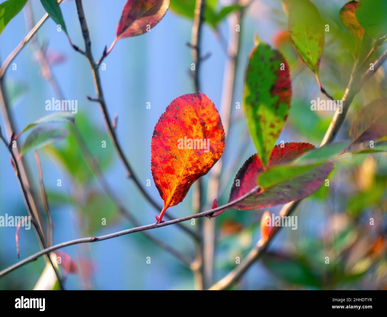 Red chokeberry tree hi-res stock photography and images - Alamy