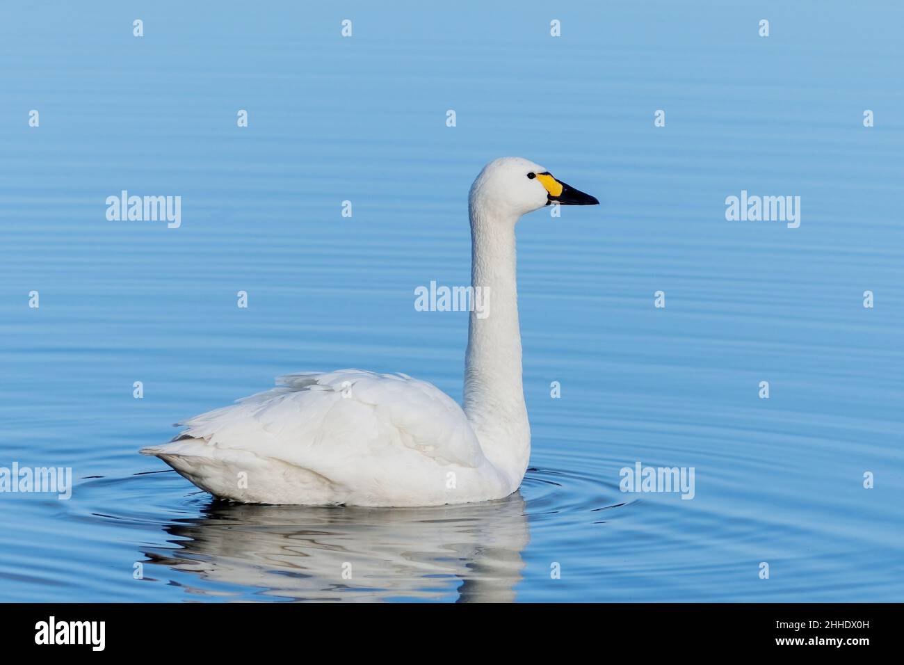 Swam swimming hi-res stock photography and images - Alamy