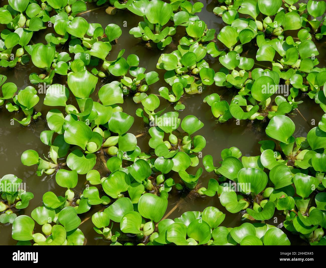 water hyacinth or Eichhornia crassipes. nature green background. plants ...