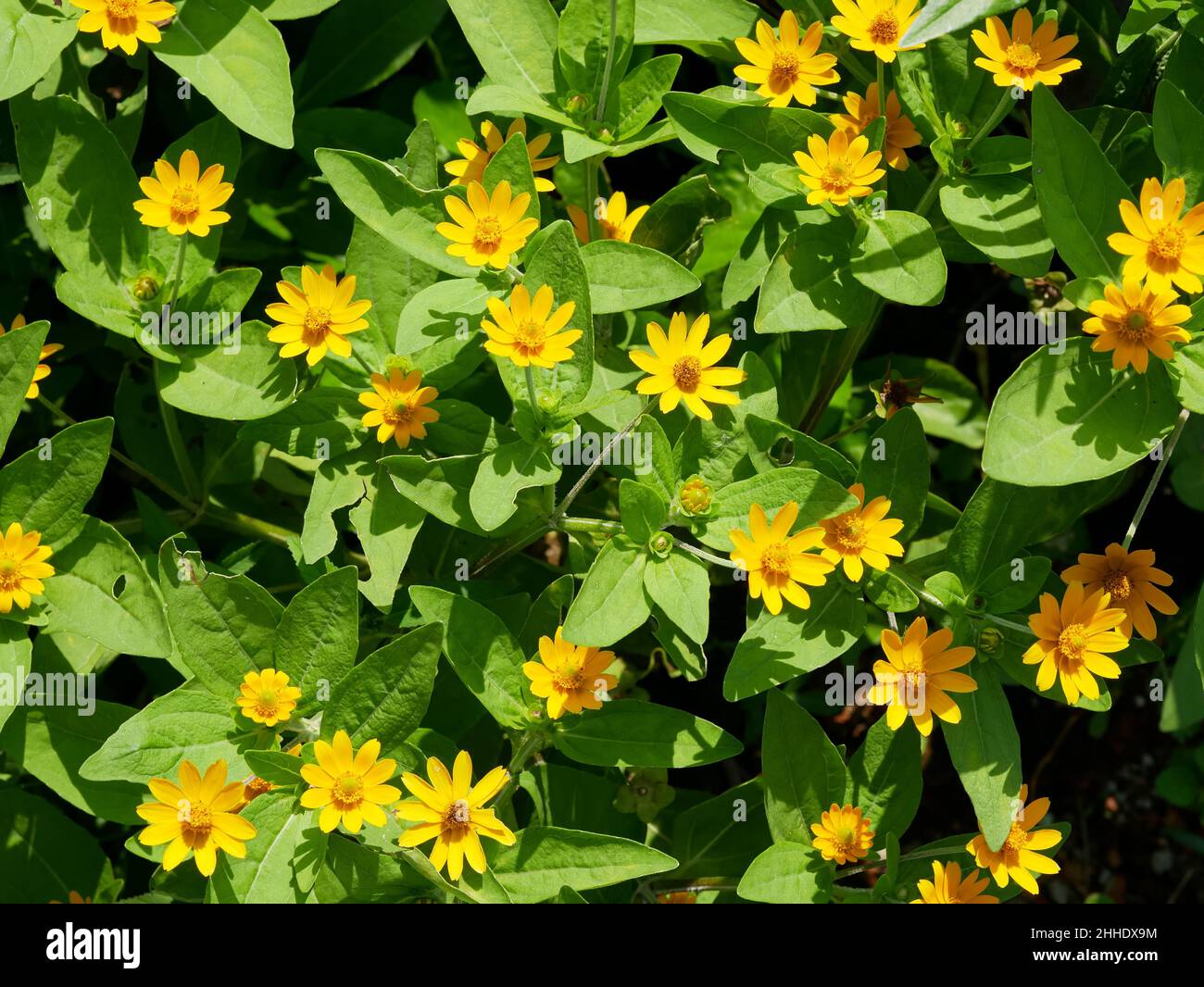 The butter daisy or Melampodium paludosum is a charming relative of the ...