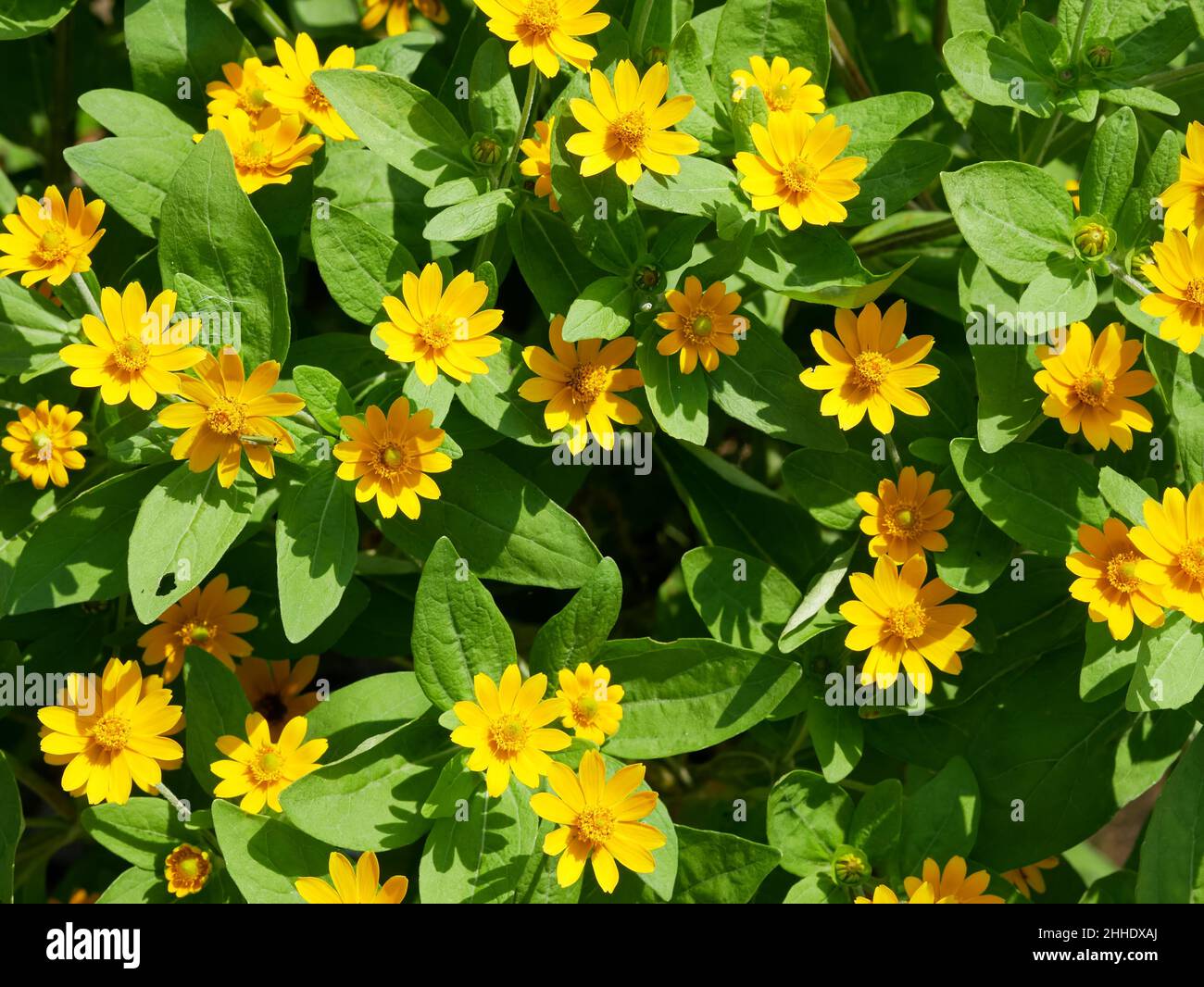 The butter daisy or Melampodium paludosum is a charming relative of the ...