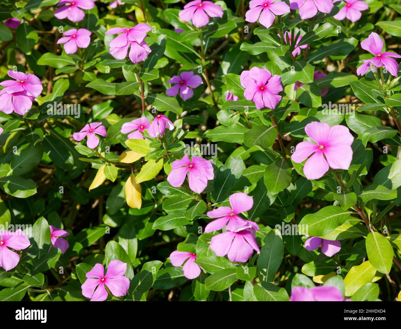 Periwinkle indian plant hi-res stock photography and images - Alamy