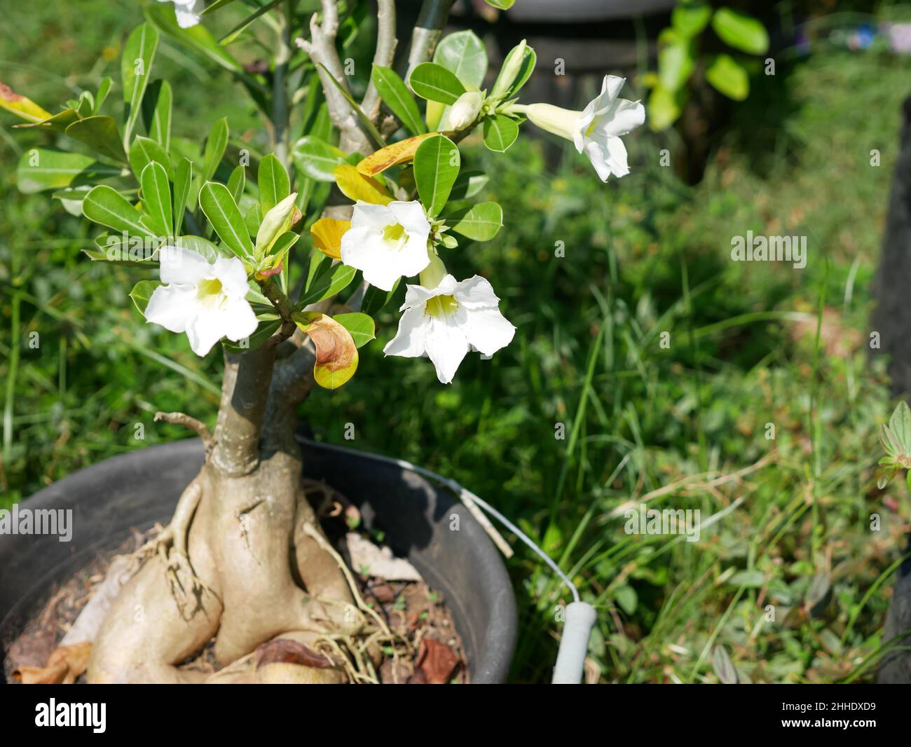 White adenium obesum ornamental plant in pots Stock Photo - Alamy