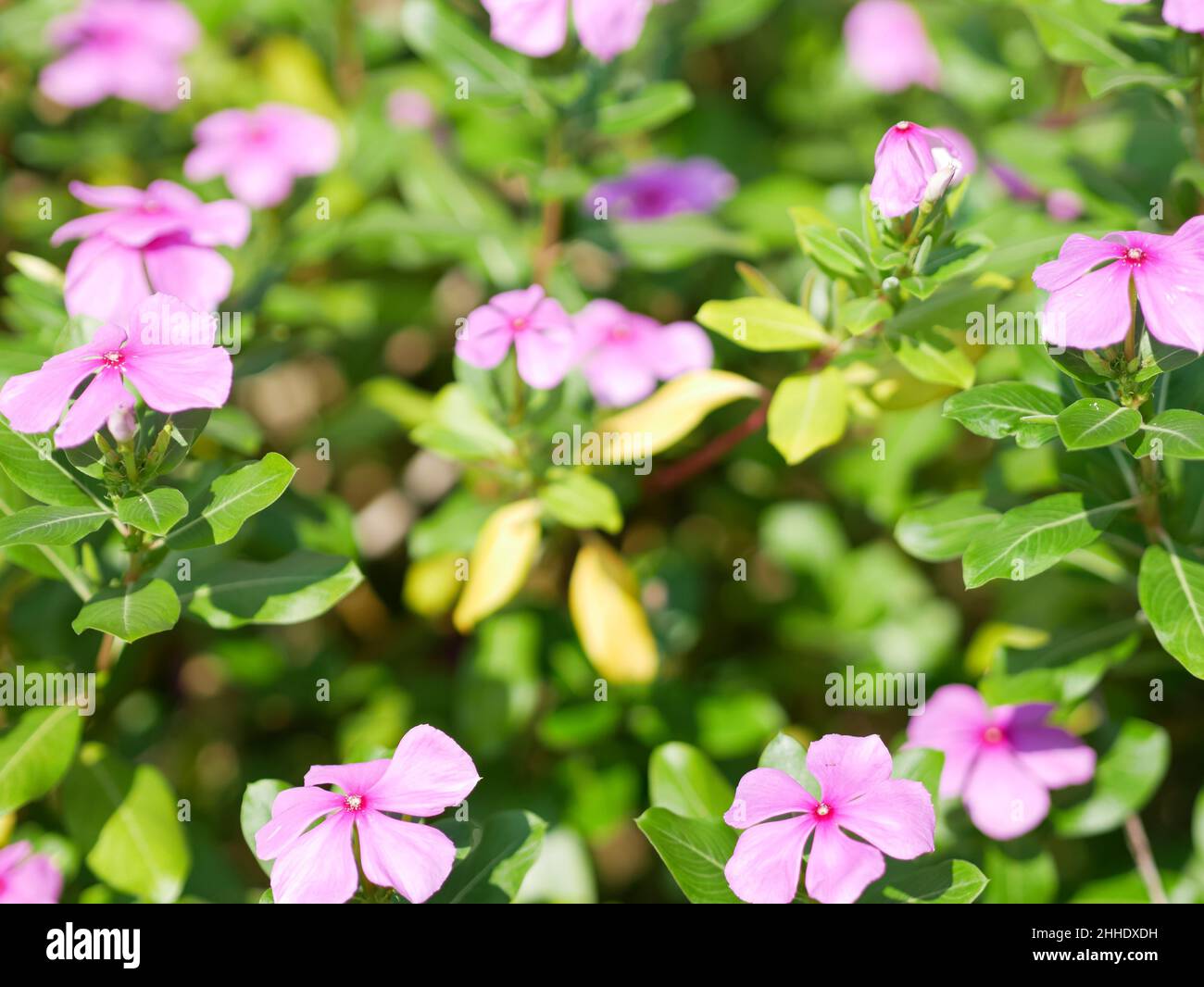 Purple catharanthus hi-res stock photography and images - Alamy