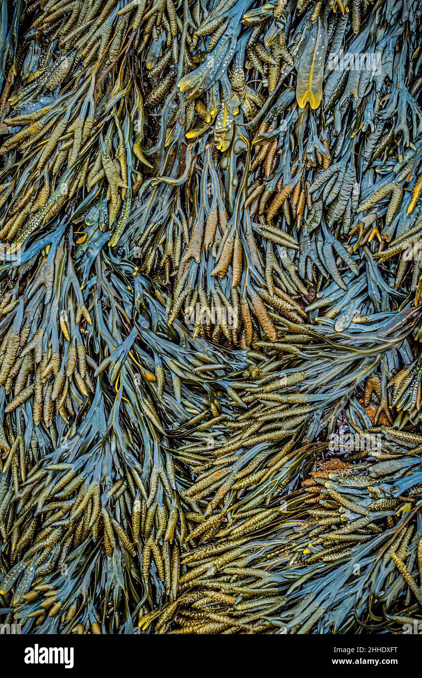 Colourful Seaweed Pattern Stock Photo - Alamy