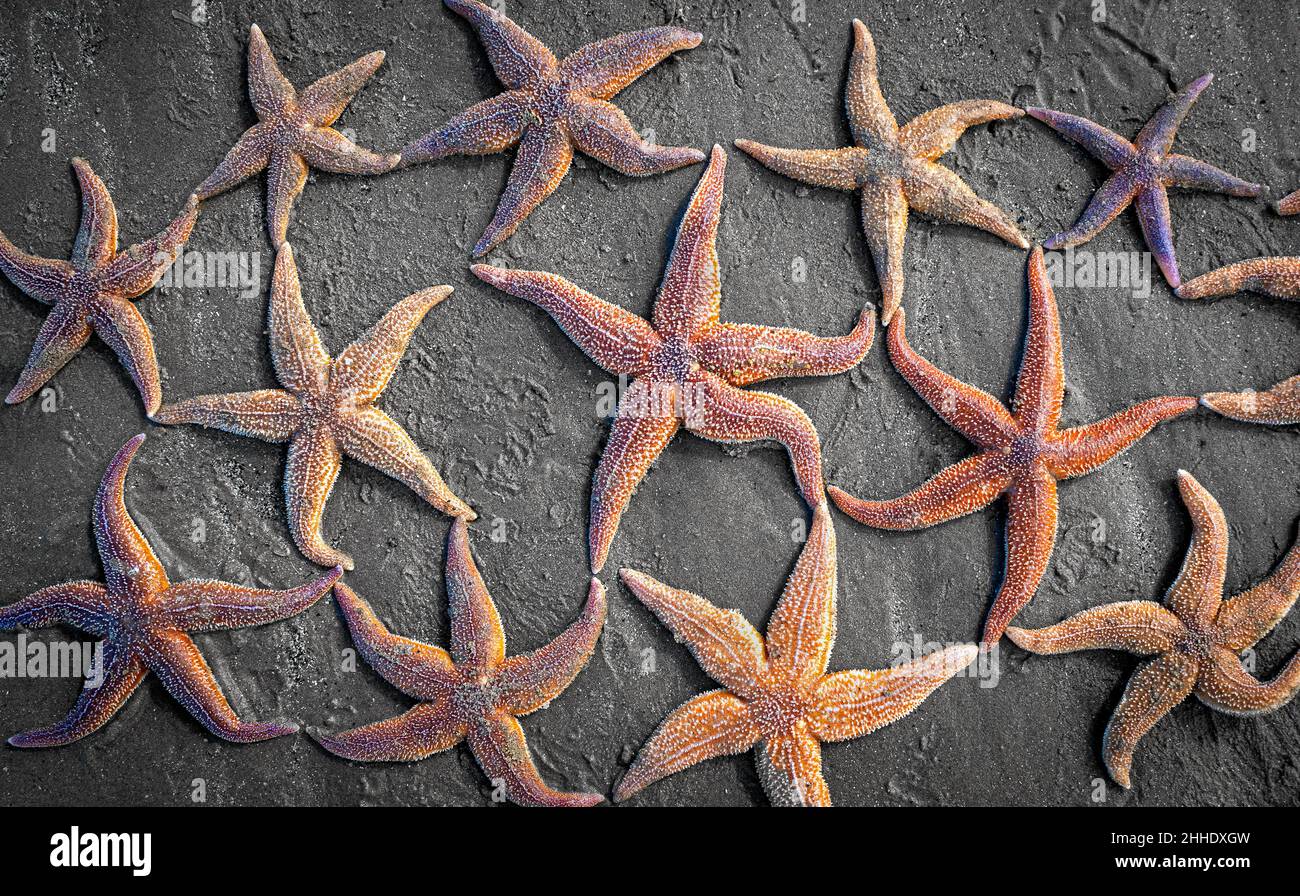Starfish shape hi-res stock photography and images - Alamy