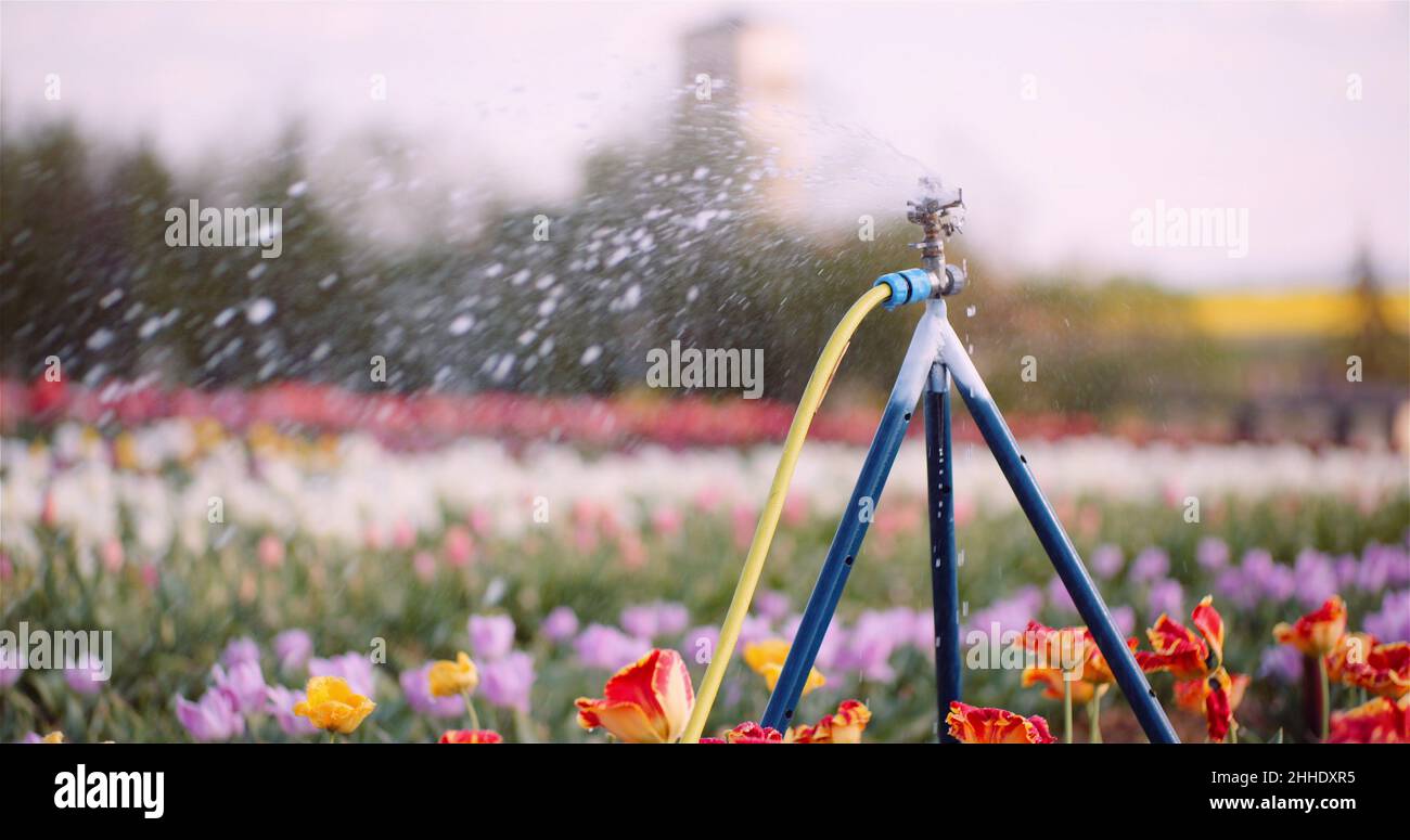 Agriculture - Water Sprinkler Watering Tulips at Flower Plantation Farm ...