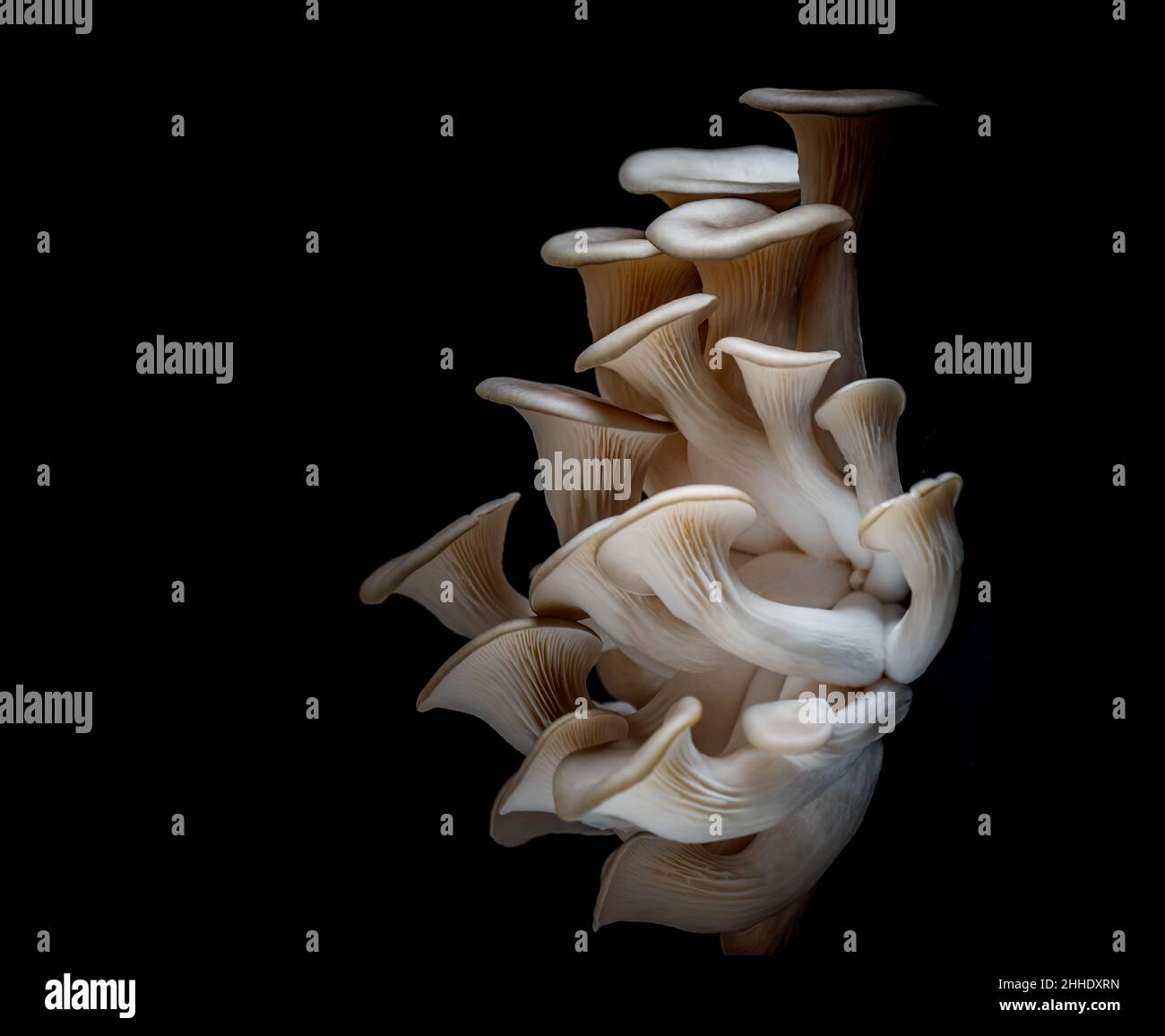 Grey Oyster mushrooms isolated on black background Stock Photo - Alamy