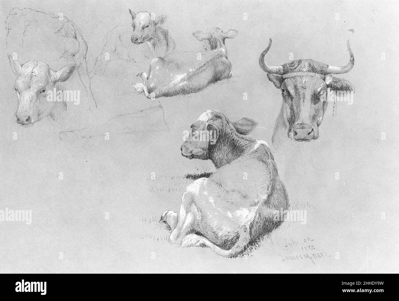 Studies cows Black and White Stock Photos & Images - Alamy