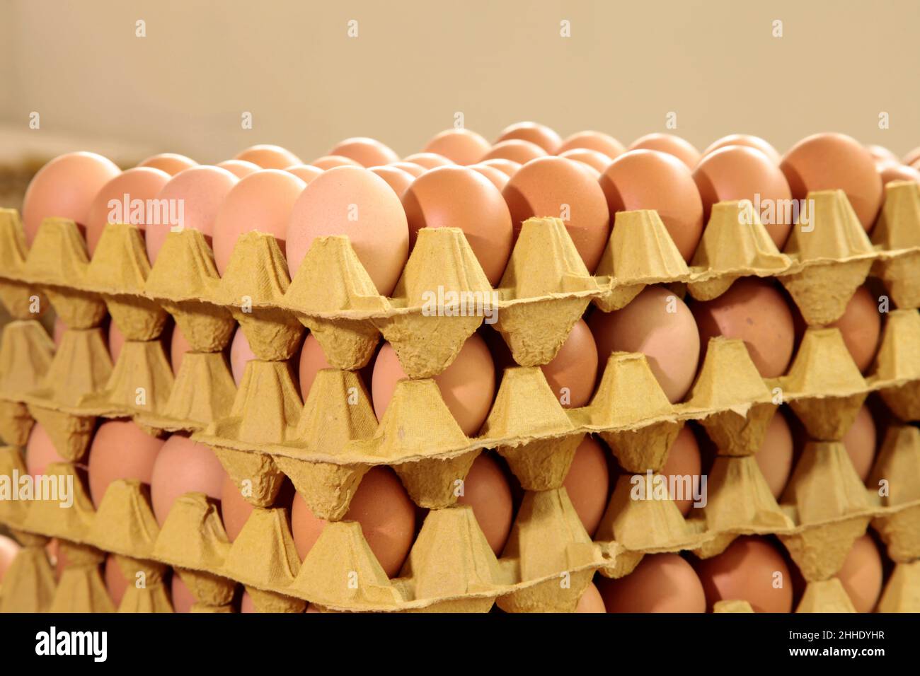 Fresh eggs in the egg factory. Egg factory industry Stock Photo - Alamy