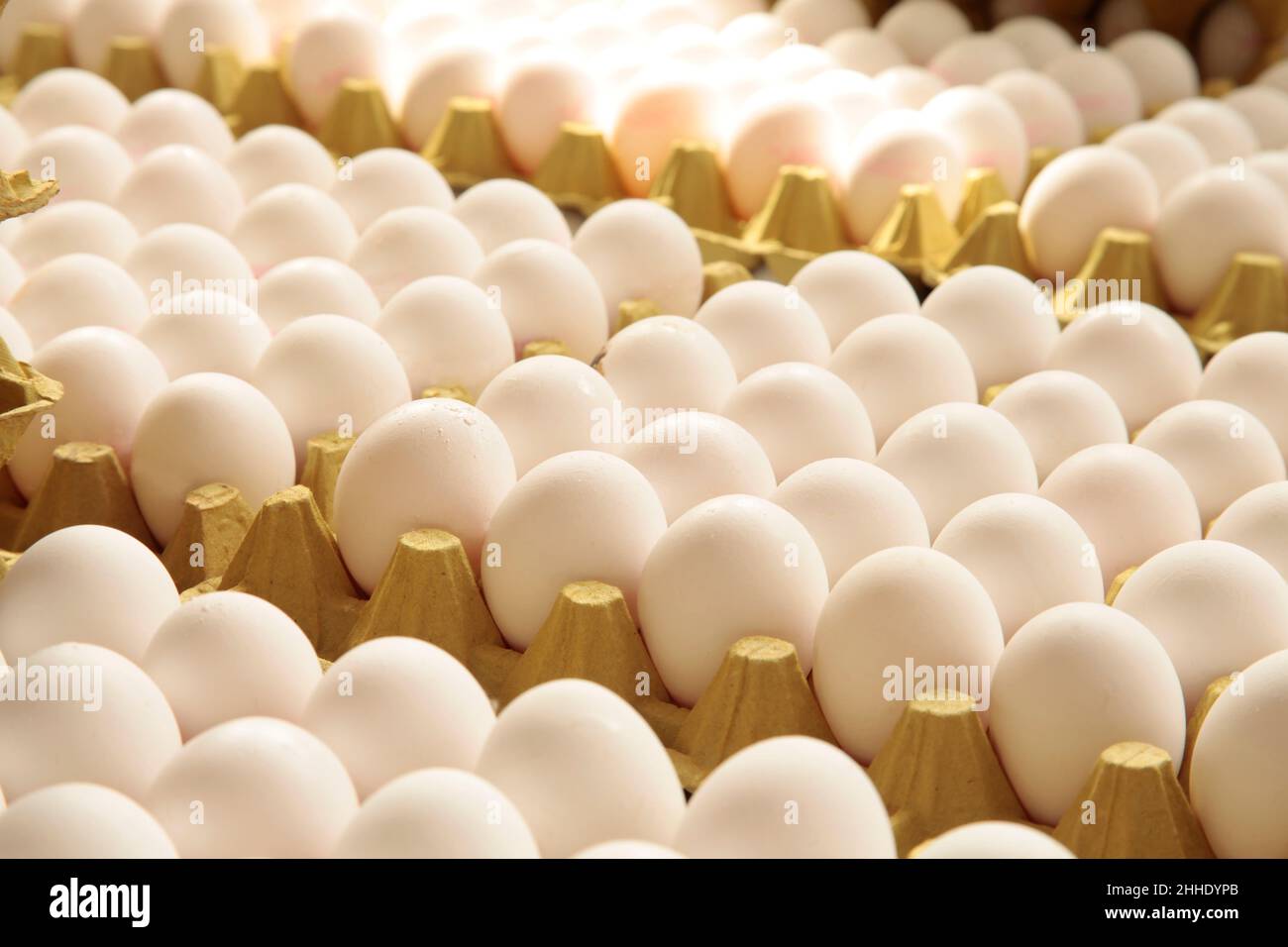 Fresh eggs in the egg factory. Egg factory industry Stock Photo - Alamy