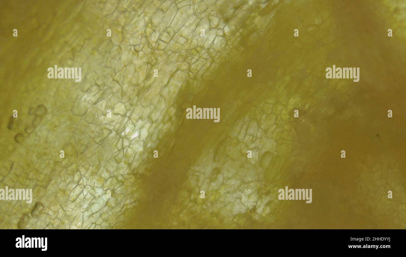 Ginger under the microscope Stock Photo - Alamy