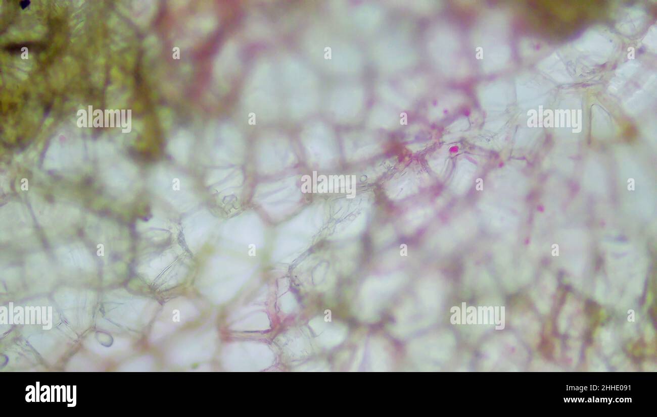 Potato Under Microscope