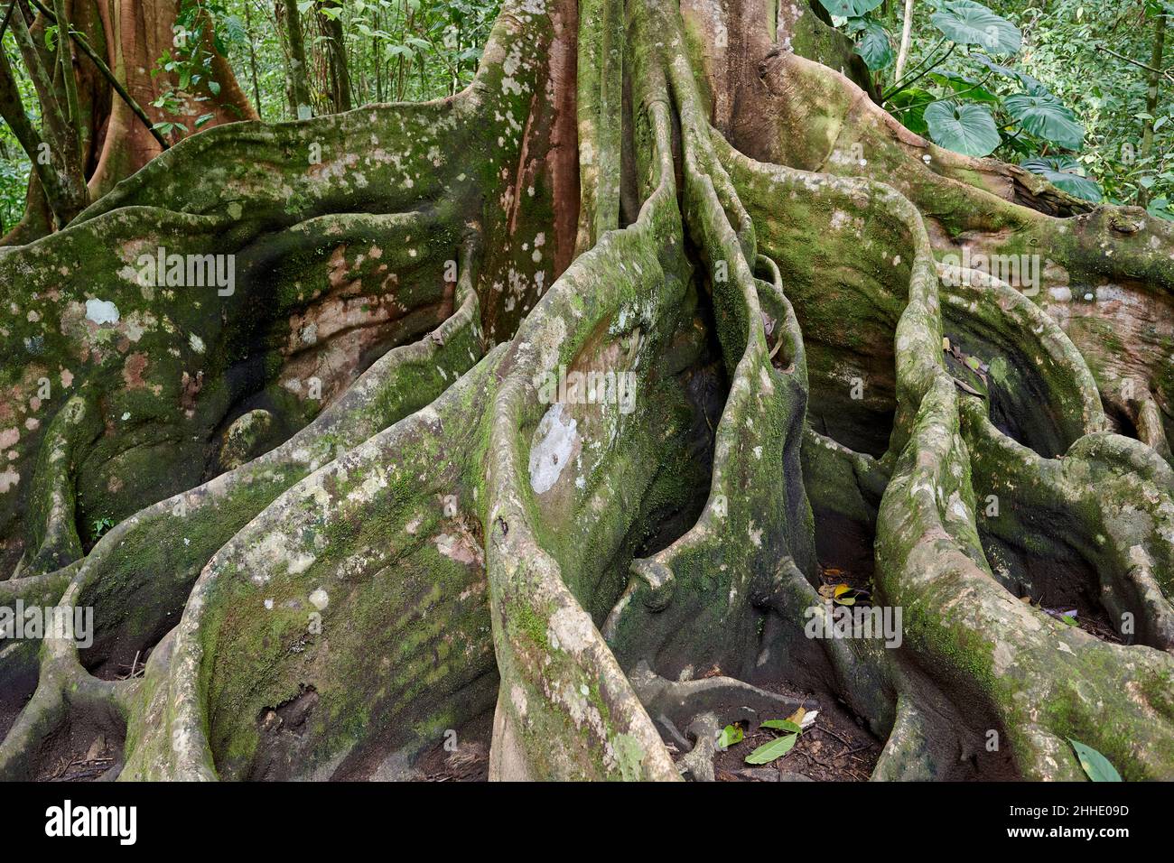 Buttroot hi-res stock photography and images - Alamy