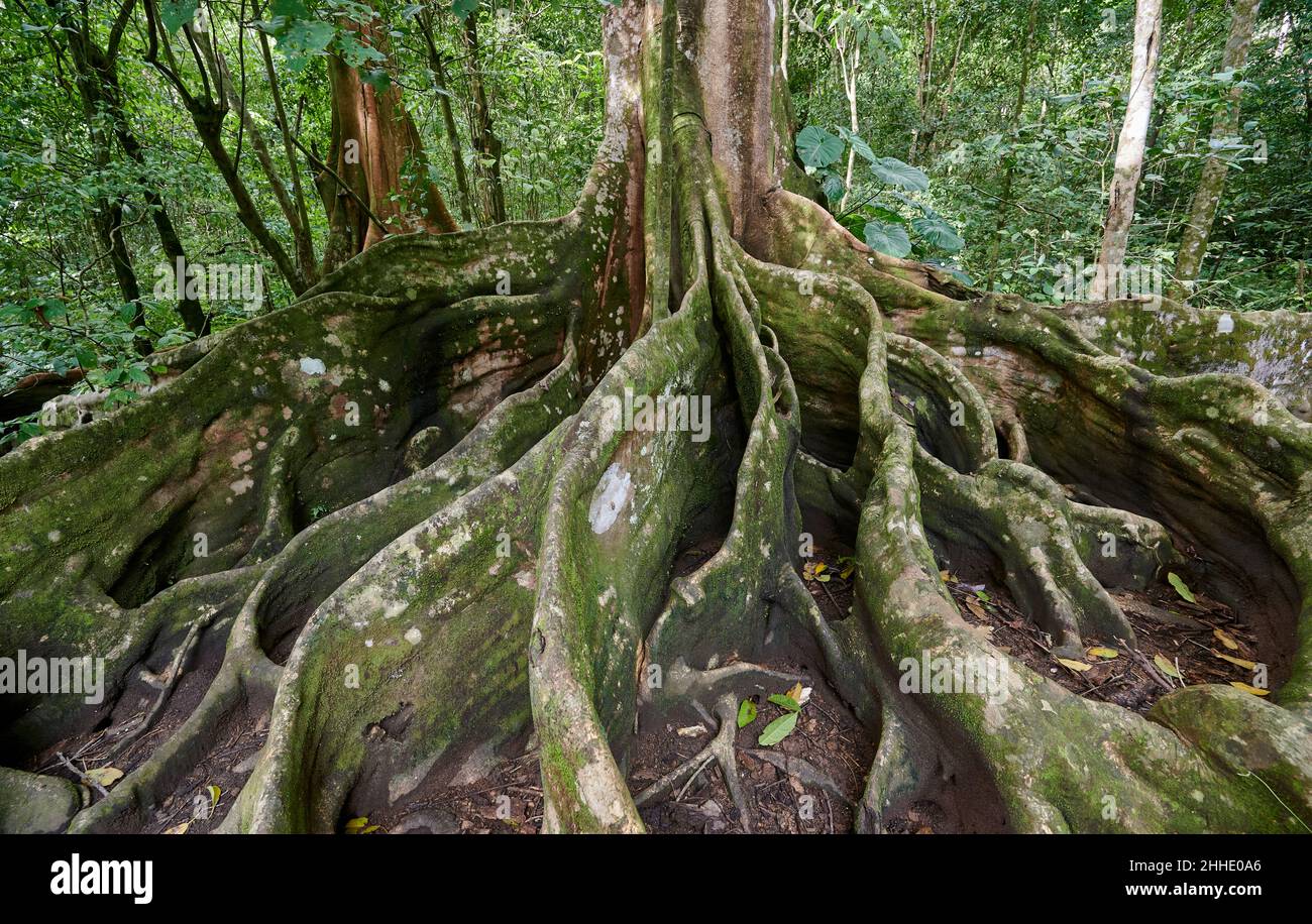 La Ceiba Tree From Central America The Perfect Central America