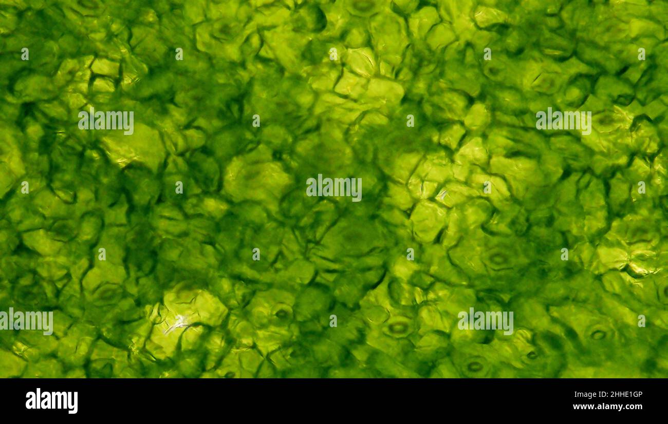Spinach under the microscope Stock Photo - Alamy