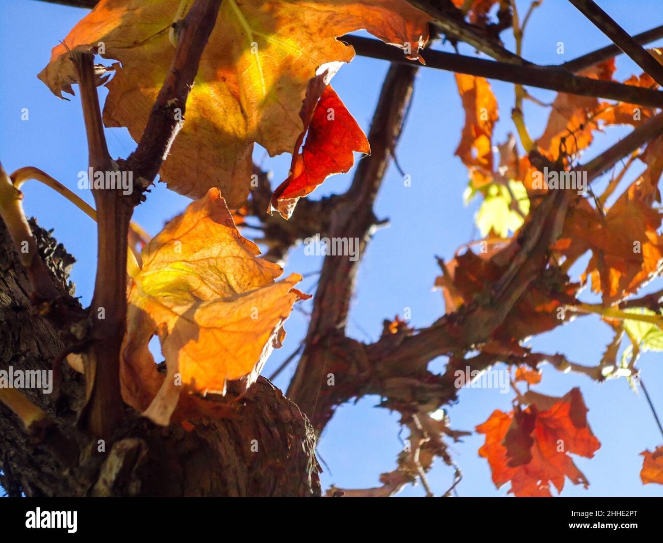 Grape wine leaf close up in autumn Stock Photo - Alamy