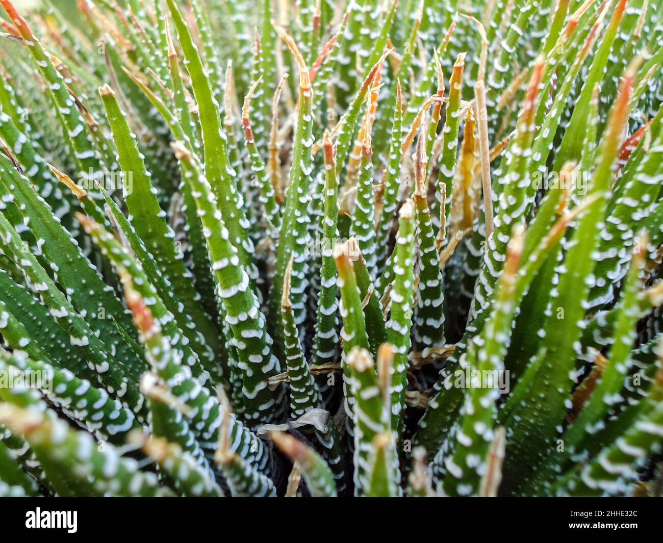 Green aloe vera botanical plant beautiful closeup Stock Photo - Alamy