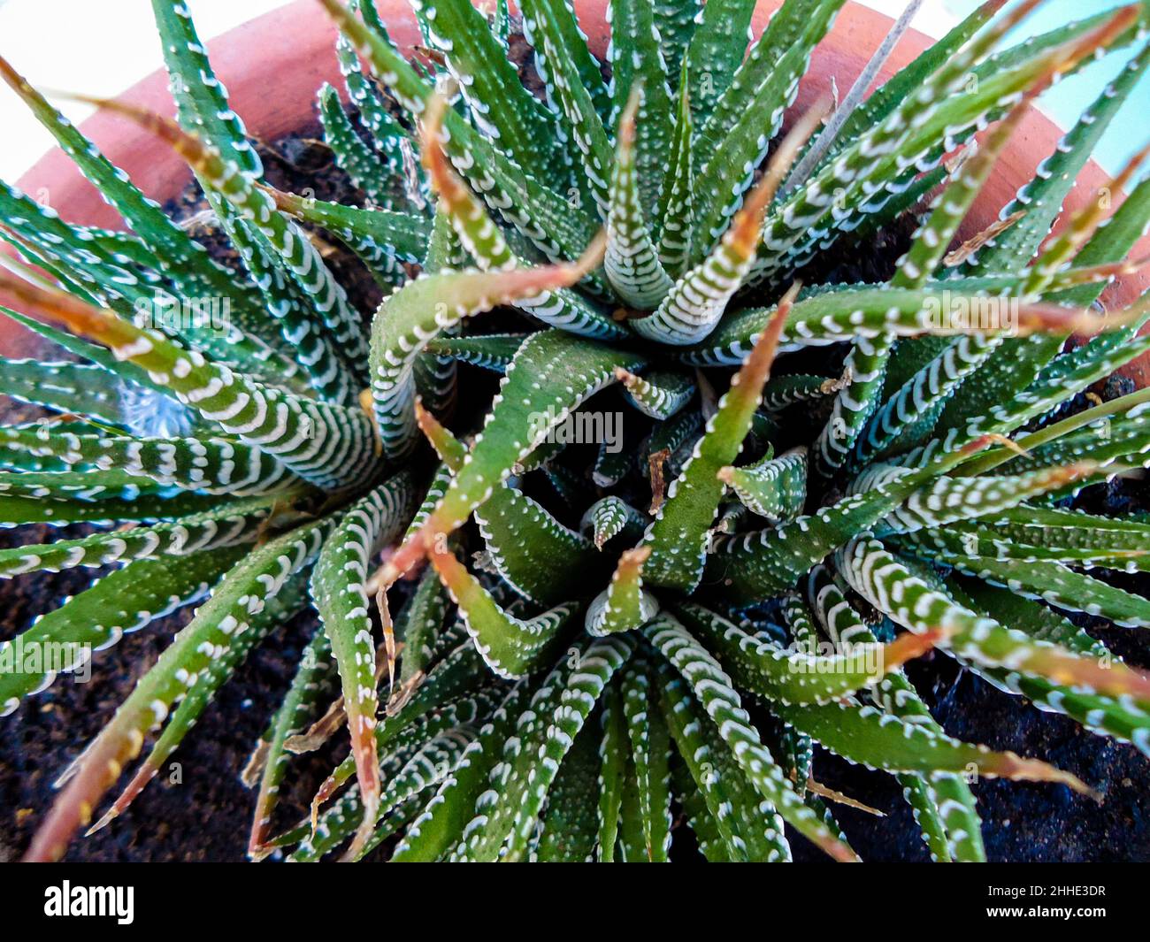 Green aloe vera botanical plant beautiful closeup Stock Photo - Alamy
