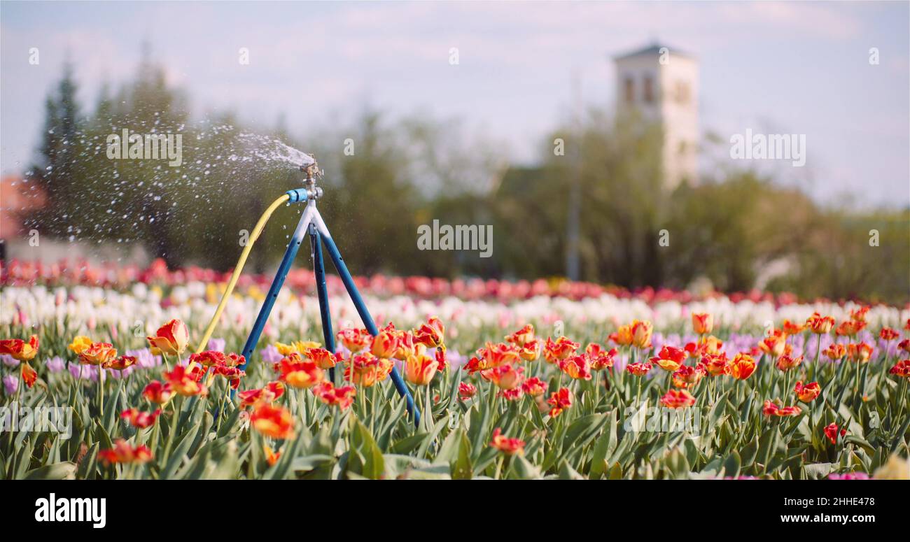 Agriculture - Water Sprinkler Watering Tulips at Flower Plantation Farm ...