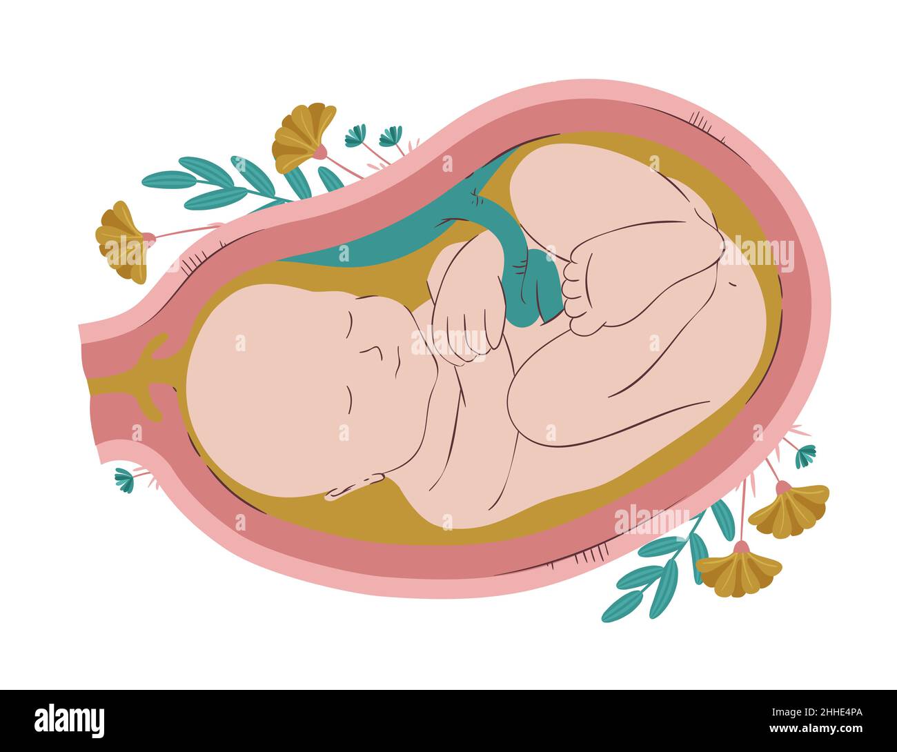 Hand drawn fetus illustration Vector illustration Stock Vector Image ...