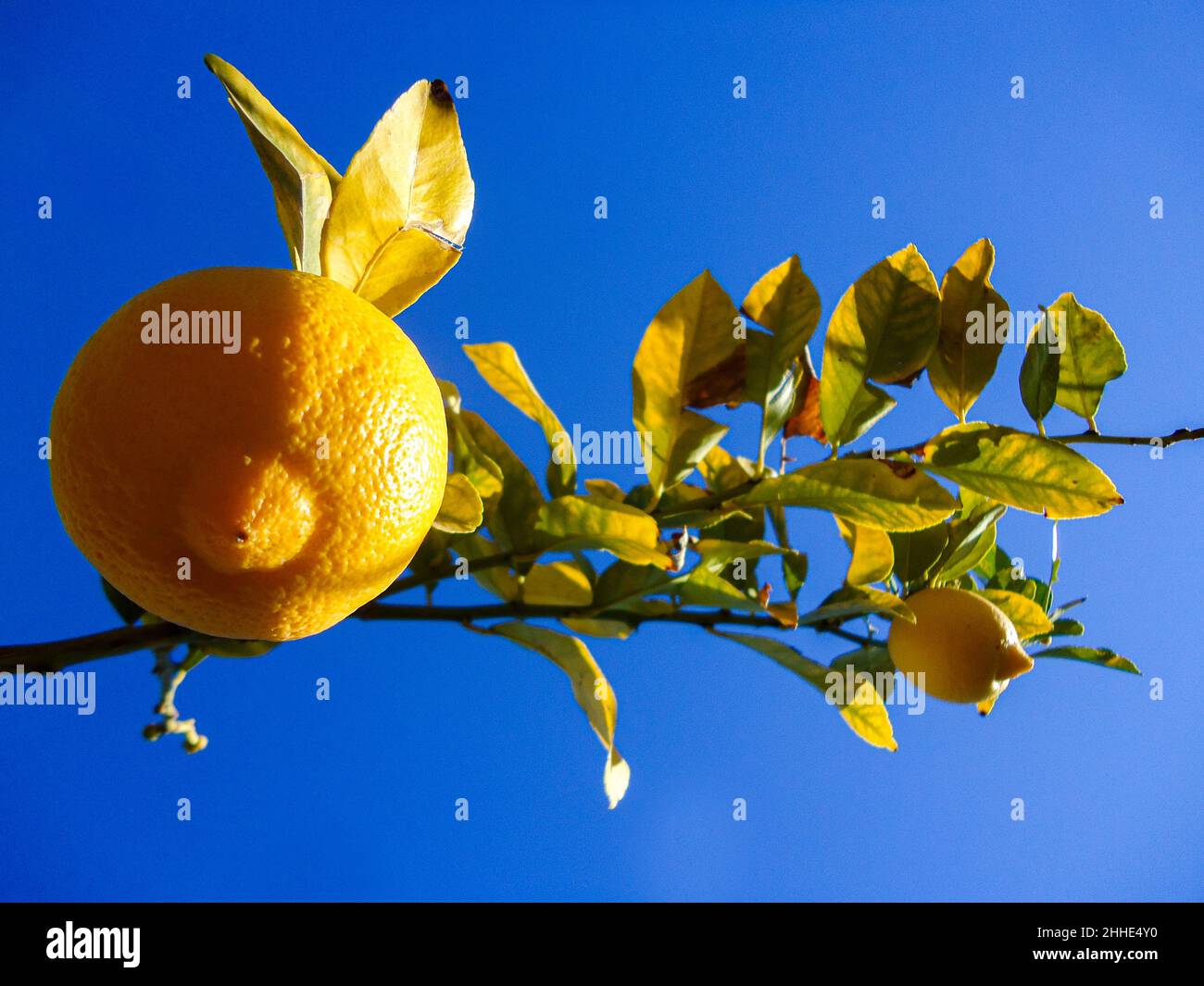 lemon citrus leaves tree close up in summer Stock Photo - Alamy
