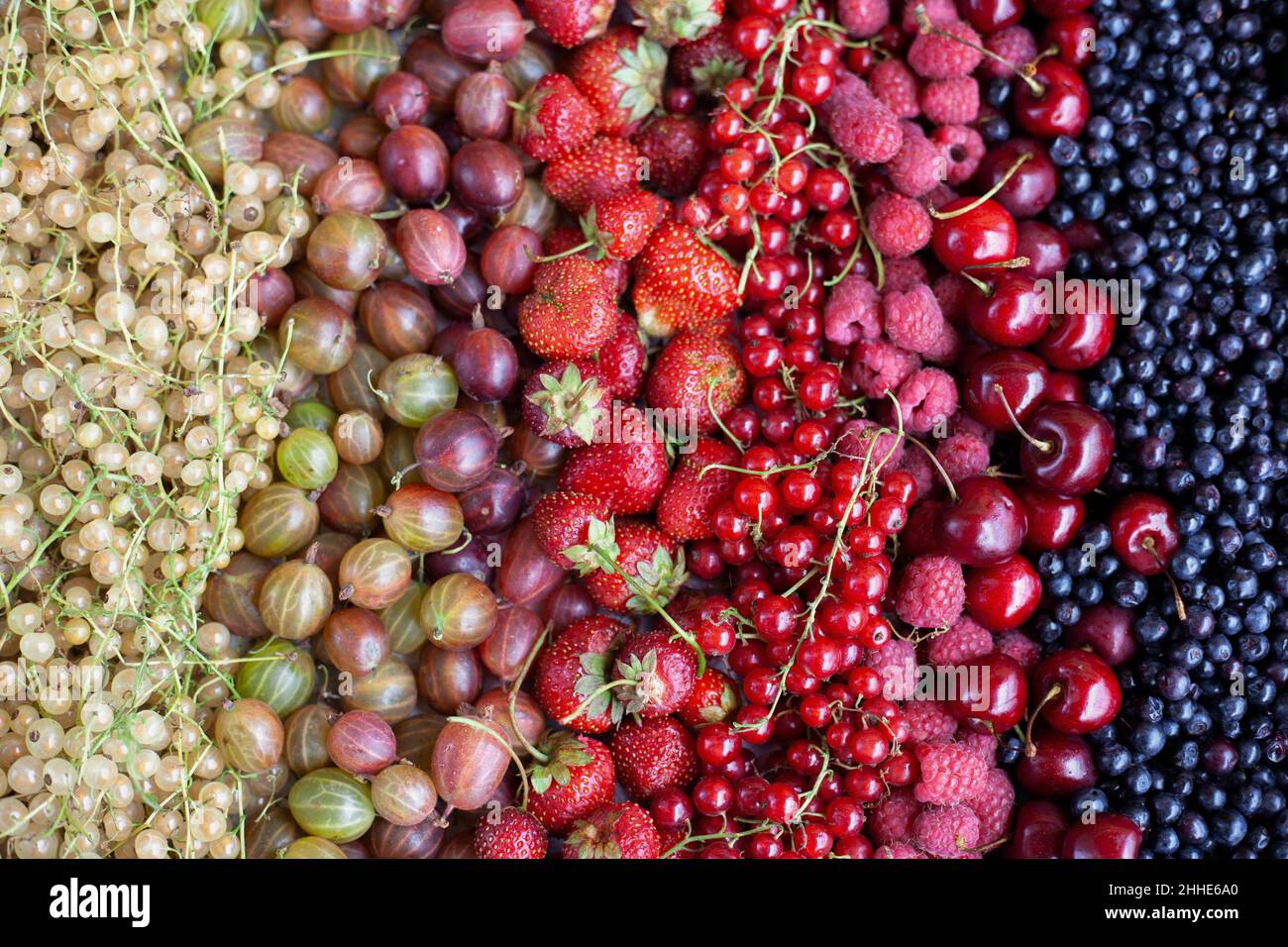 Close-up set of different berries. Redcurrant, gooseberry, raspberry ...