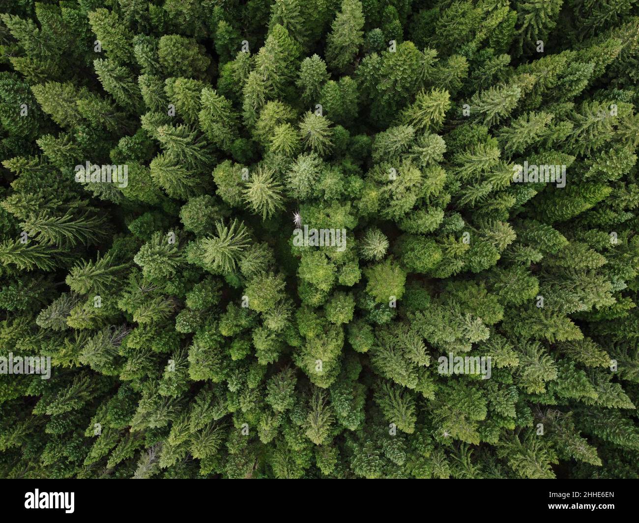 Aerial top view pine forest. Texture of coniferous forest view from ...