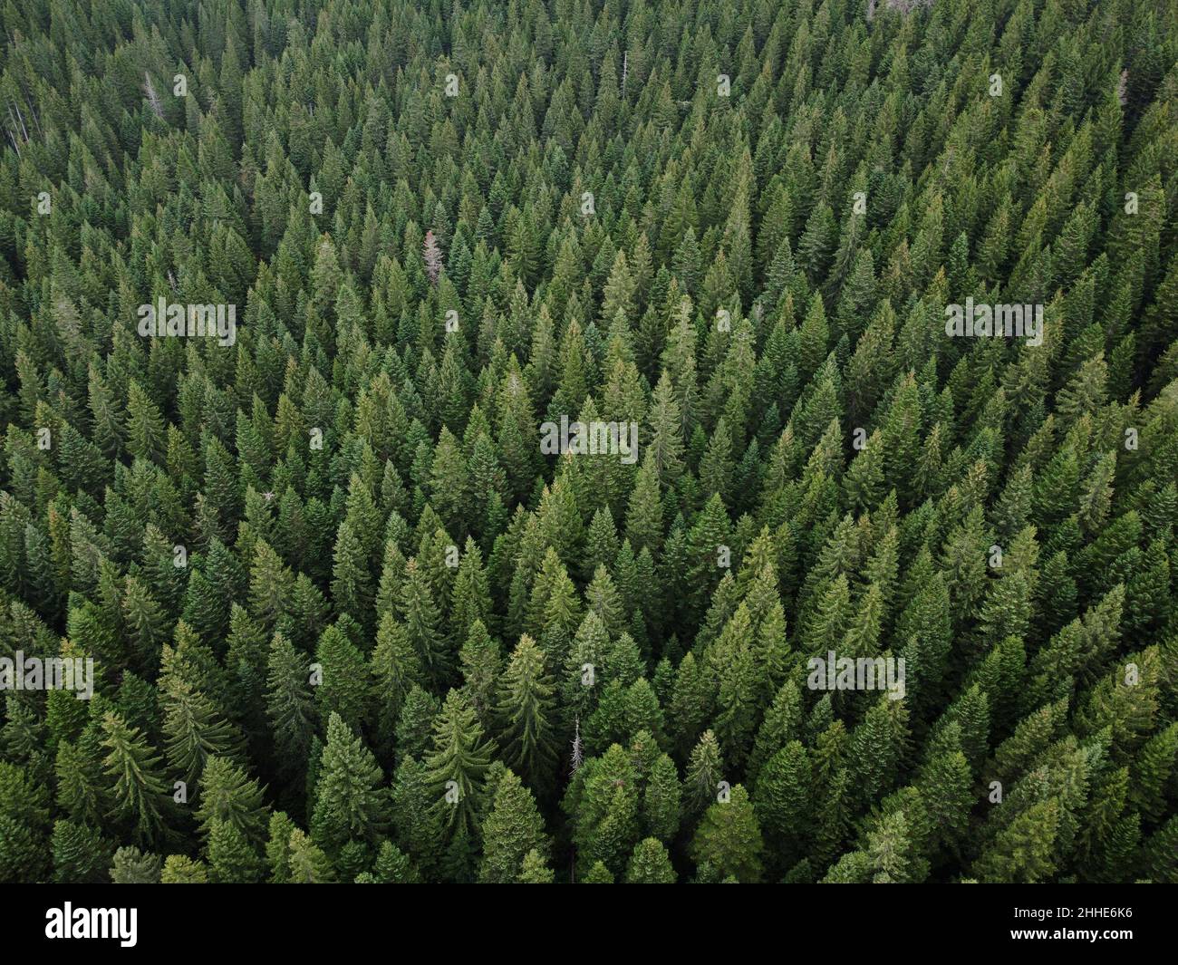 Aerial top view pine forest. Texture of coniferous forest view from ...