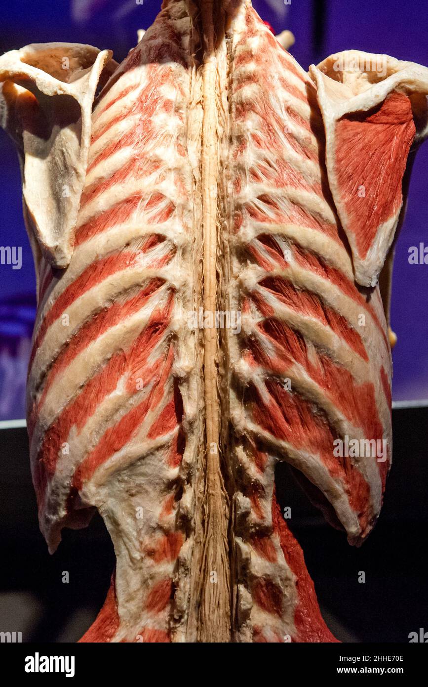 Russia, Moscow, 2021 May 31: Human Anatomy Exhibition by Gunther von ...