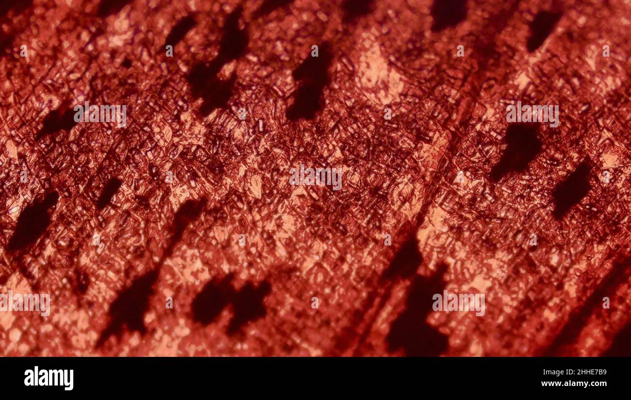 Red onion under the microscope Stock Photo - Alamy