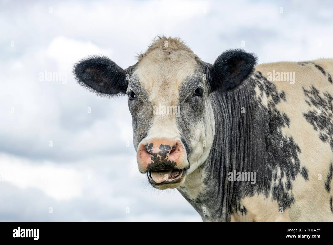 Cute cow licking her lips with her tongue far out and a cloudy sky ...