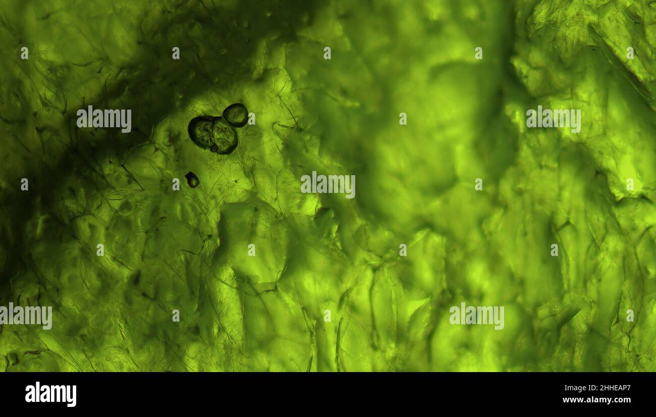 Green grape under the microscope Stock Photo - Alamy