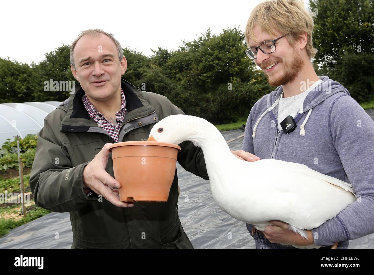 Ed Davey leader of the Liberal Democrats visits Longtons Farm an ...