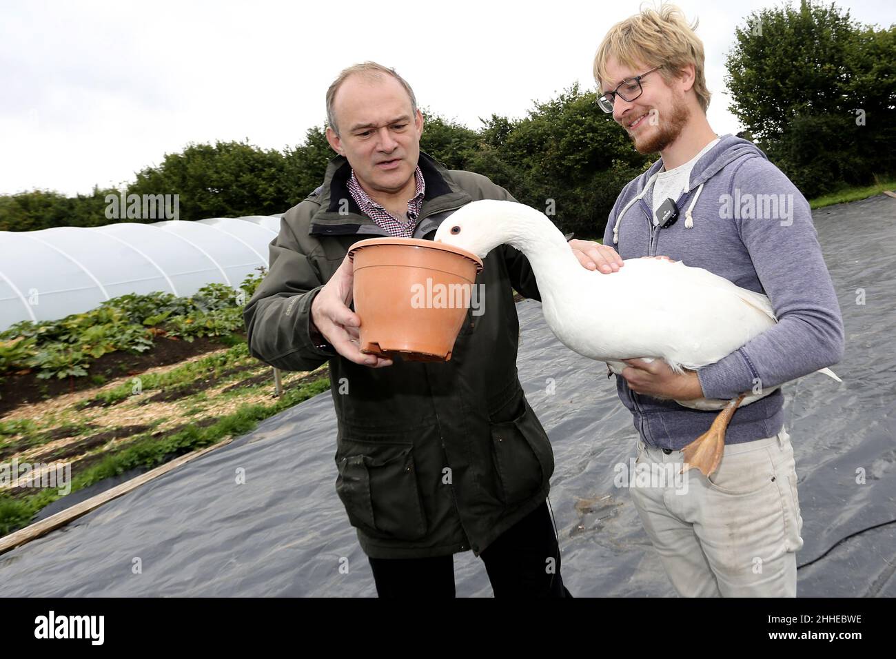 Ed Davey leader of the Liberal Democrats visits Longtons Farm an ...