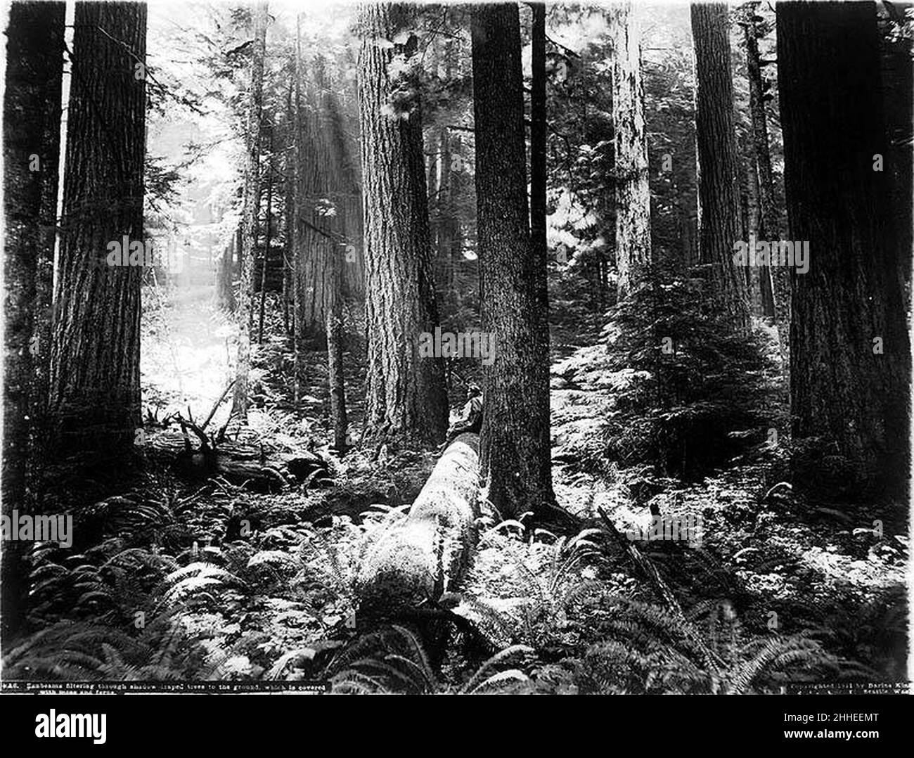 Stand of old growth forest, Washington, 1911 (KINSEY 2785 Stock Photo ...