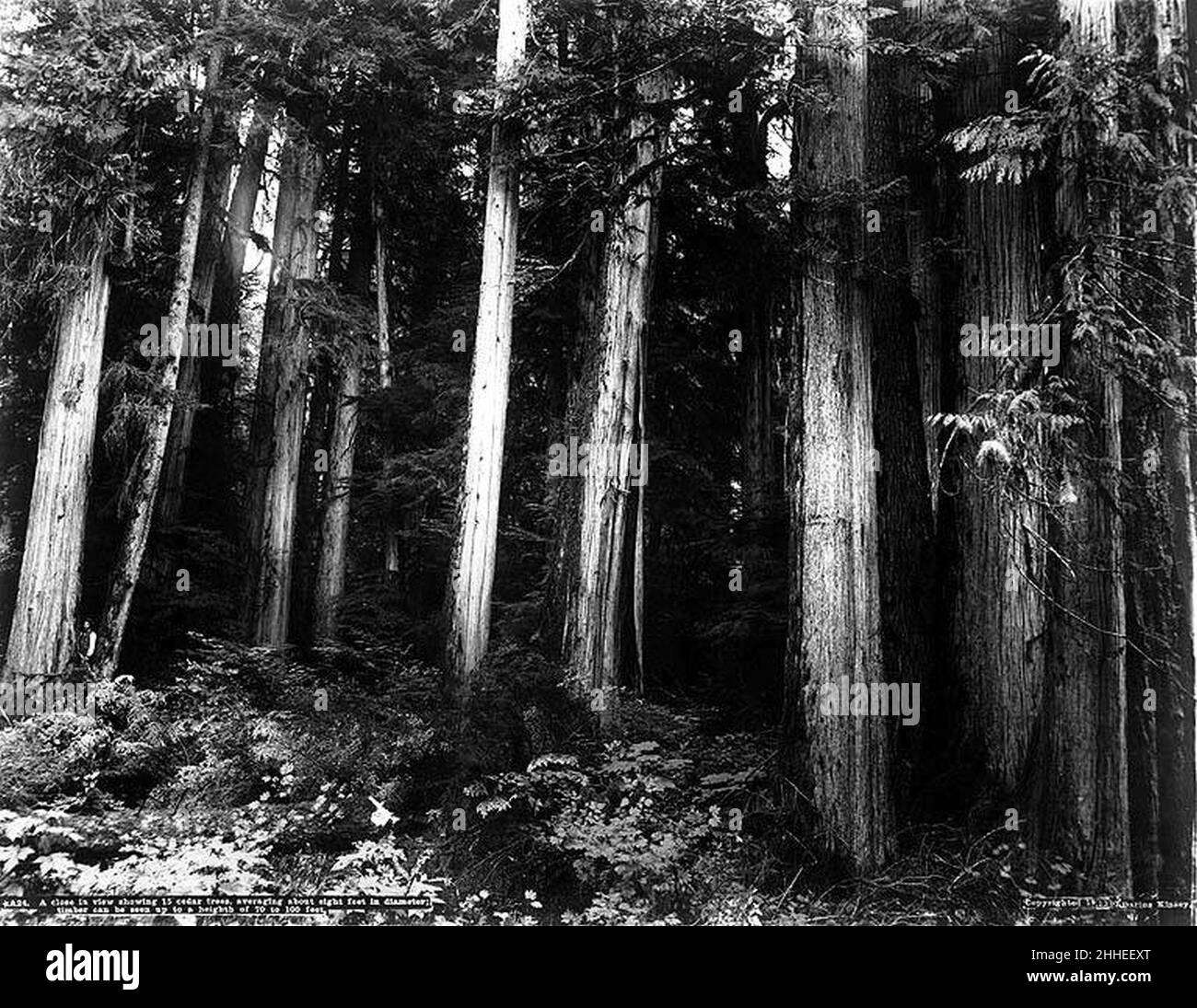 Stand of Western red cedar trees, Washington, 1913 (KINSEY 2838 Stock ...