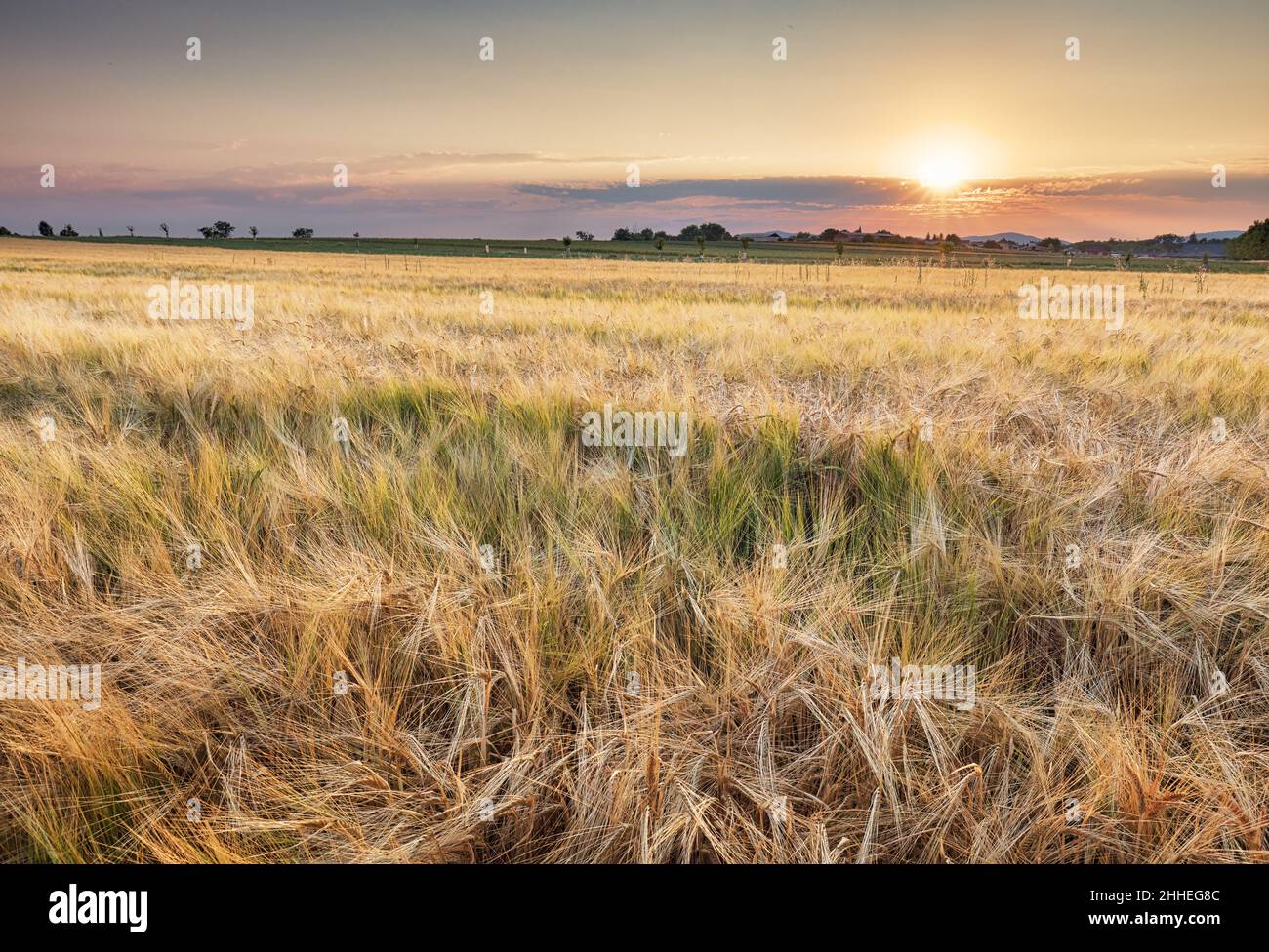 Golden wheat field landscape sunset Stock Photo - Alamy