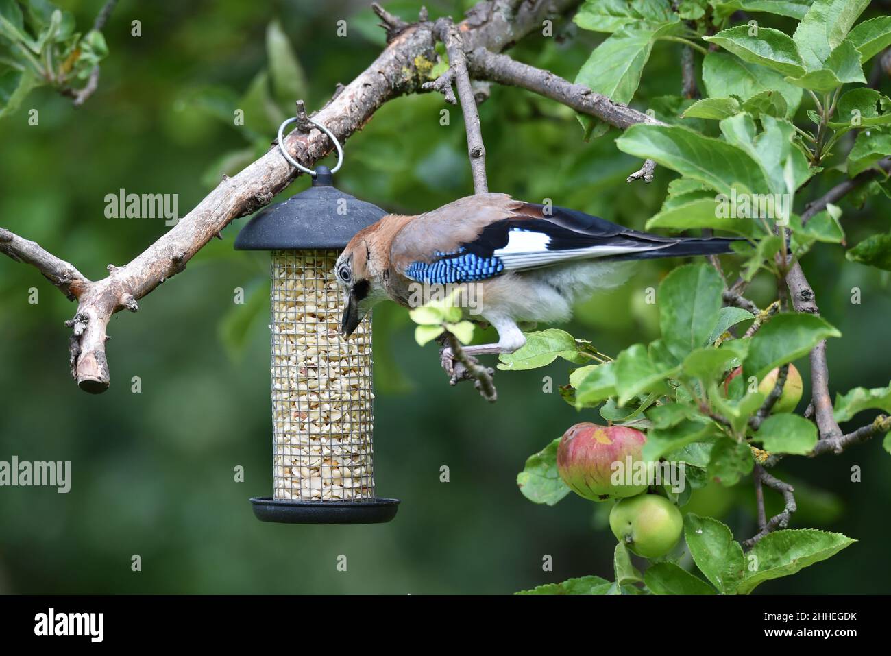 Jay Eats Nuts Stock Photo - Alamy