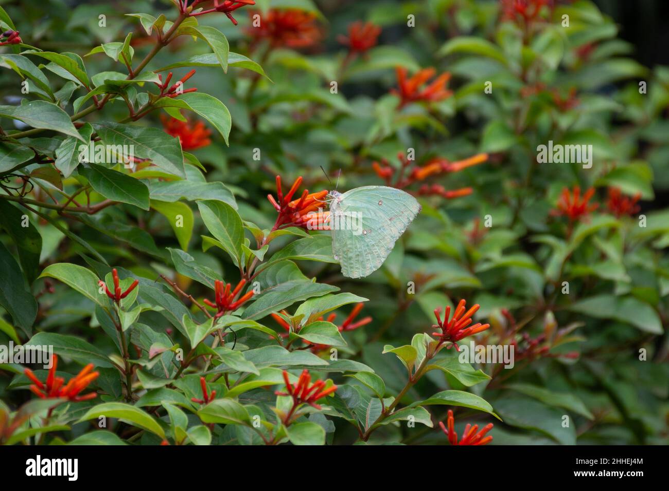 Pomona hi-res stock photography and images - Alamy