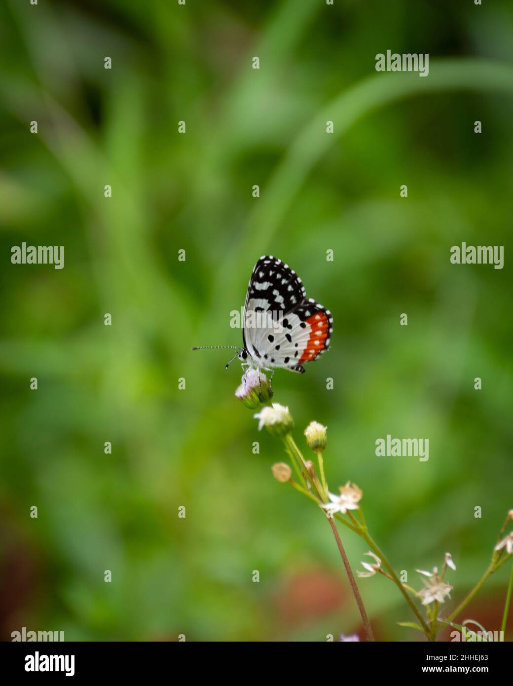 A tiny colorful Red Pierrot (Talicada nyseus) feeding on some wild ...