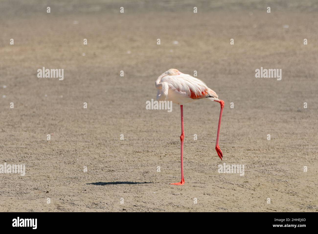 A beautiful lone Greater Flamingo (Phoenicopterus roseus), standing on ...