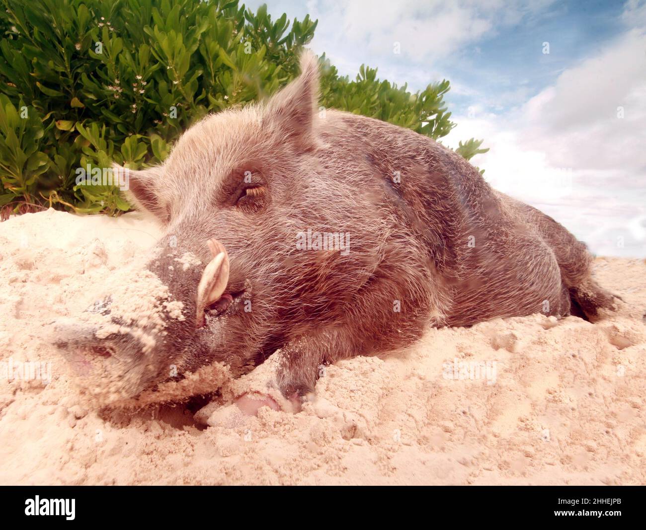 BABE THE WILD BOAR TAKES A WELL EARNED REST ON THE SAND ON HIS OWN ...
